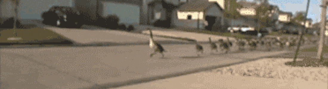 geese-army-invading-the-town - Operation Outbreak